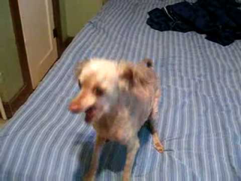 The Weirdest Dog Ever Youtube