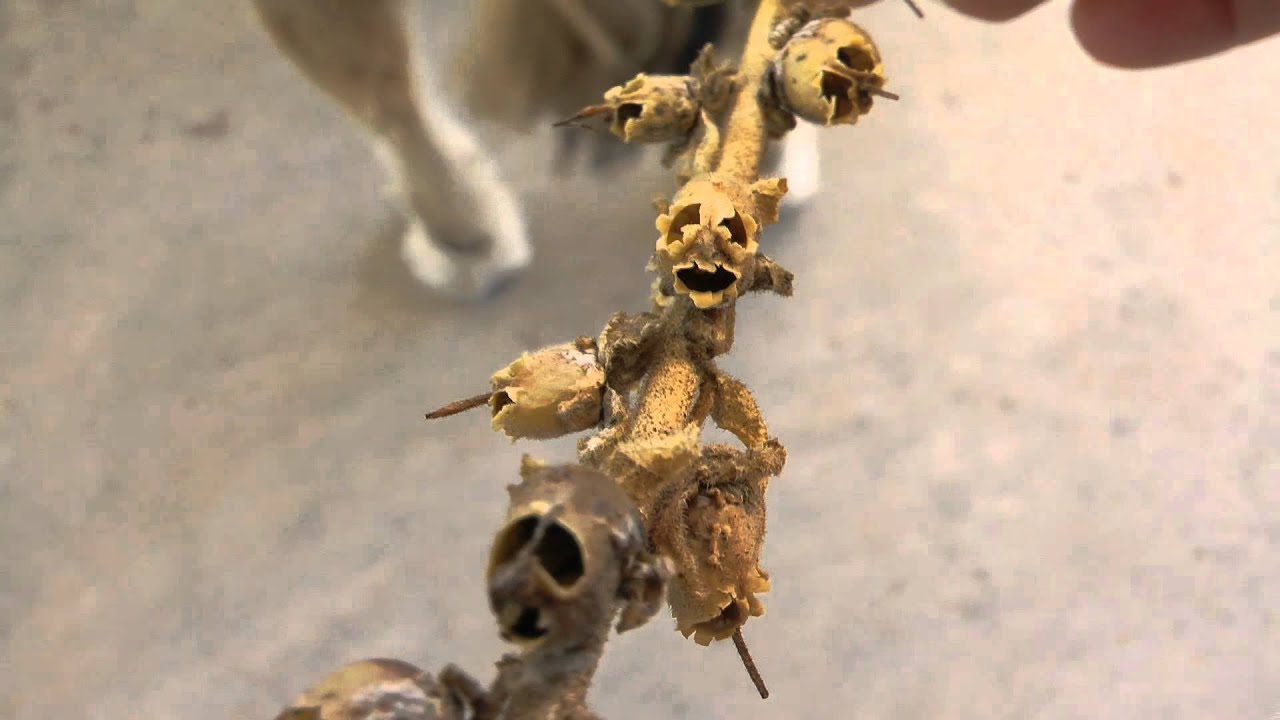 Snapdragon Dead