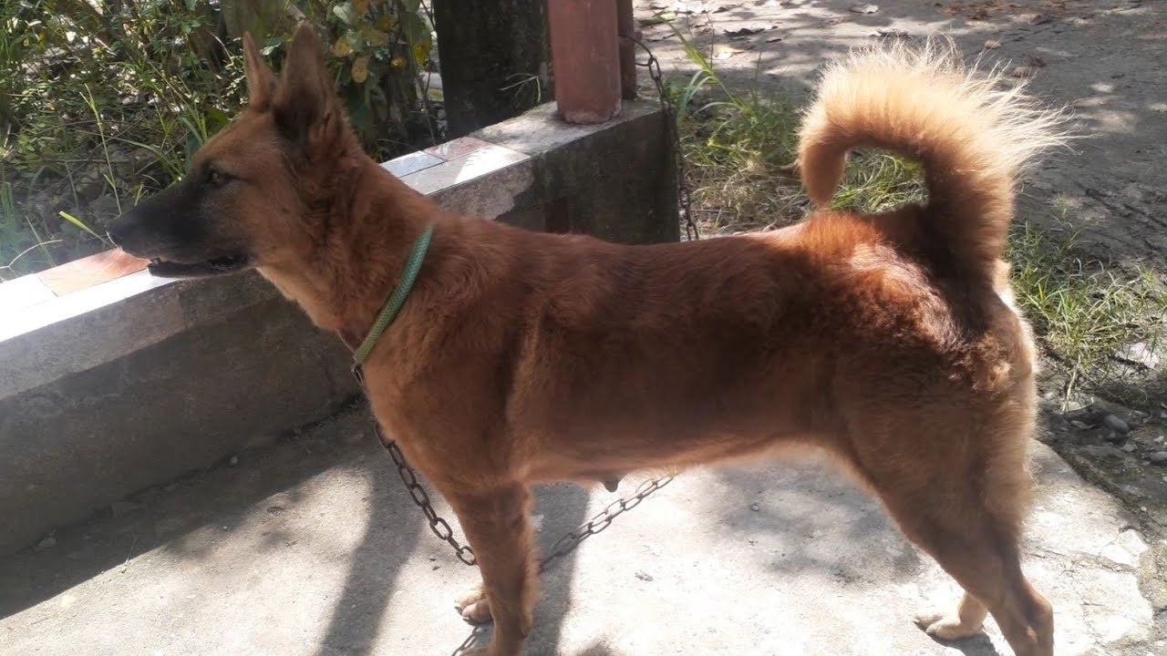 My Aspin Dog Youtube