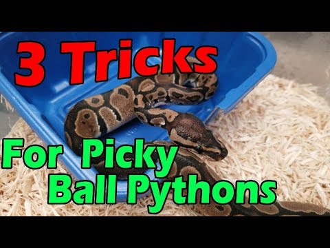 Getting A Picky Ball Python To Eat Youtube