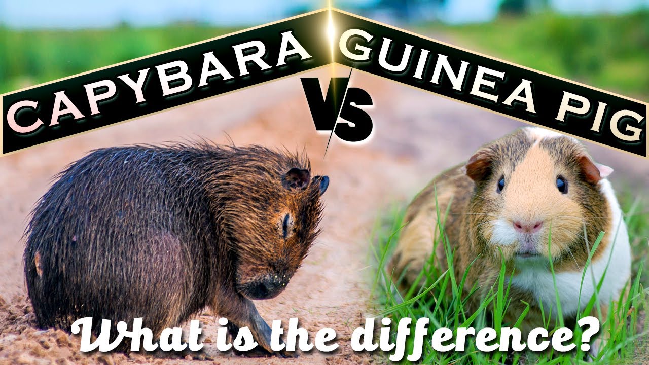 Capybara Vs Guinea Pig What S The Difference Wildlife Youtube