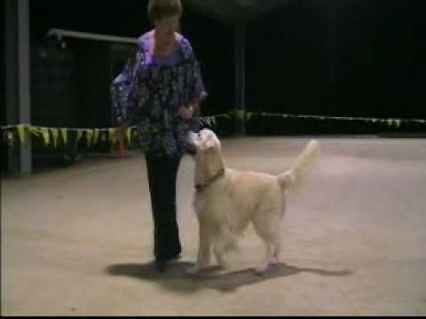 Sunshine Lollipops Rainbows Dog Dancing Youtube