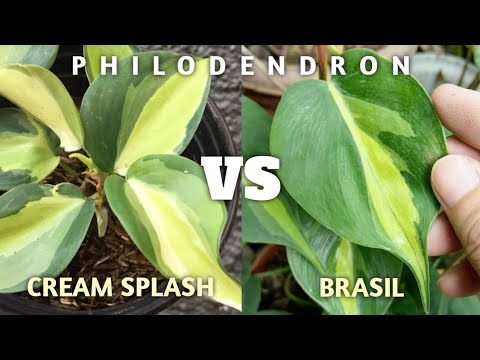 Philodendron Cream Splash Vs Brasil Heart Leaf Philodendron