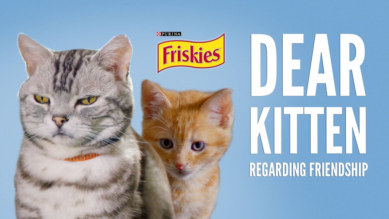 Dear Kitten Regarding Friendship Youtube