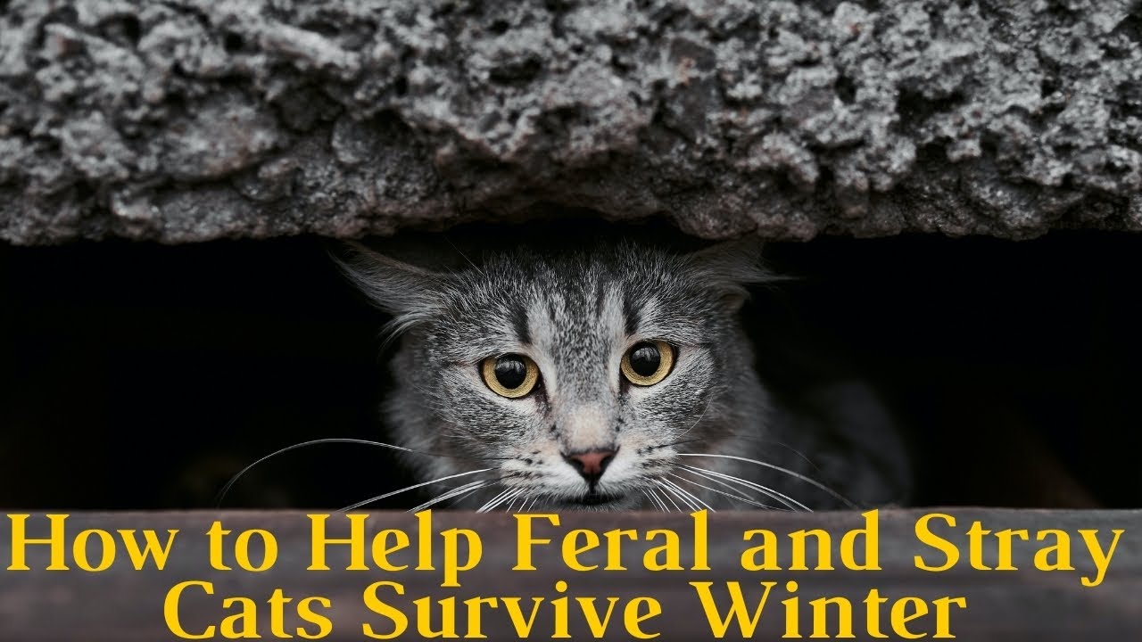 How To Help Feral And Stray Cats Survive Winter Tips Tricks