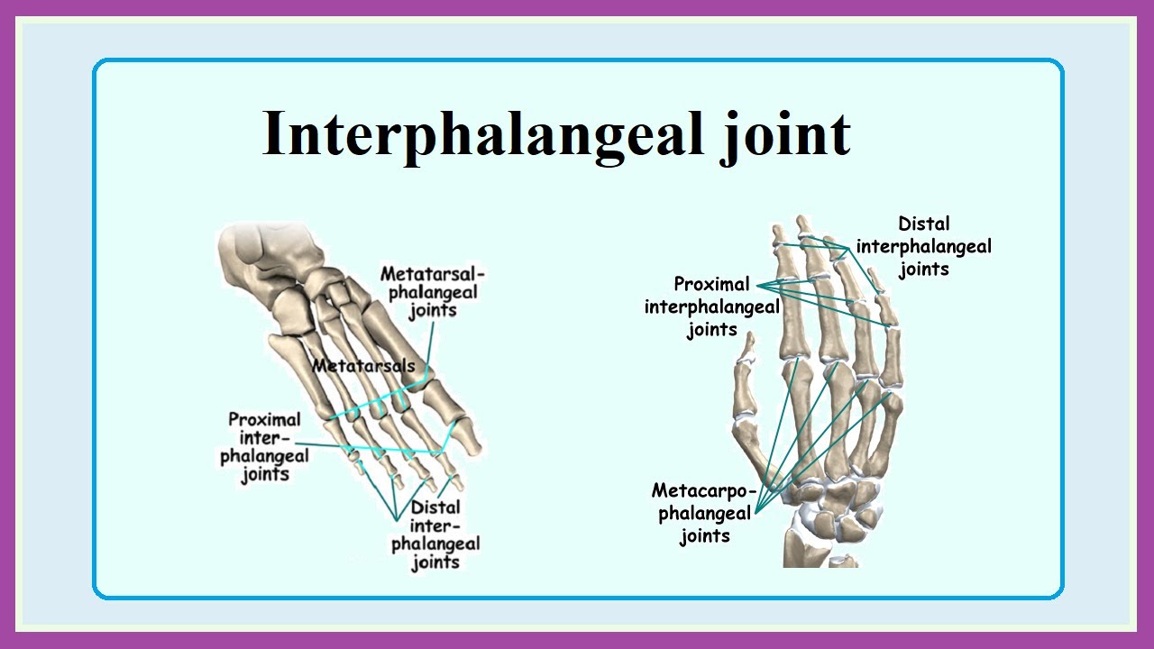 Interphalangeal Joint Youtube