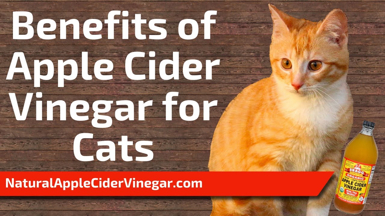 The Best Apple Cider Vinegar Uses For Cats Youtube
