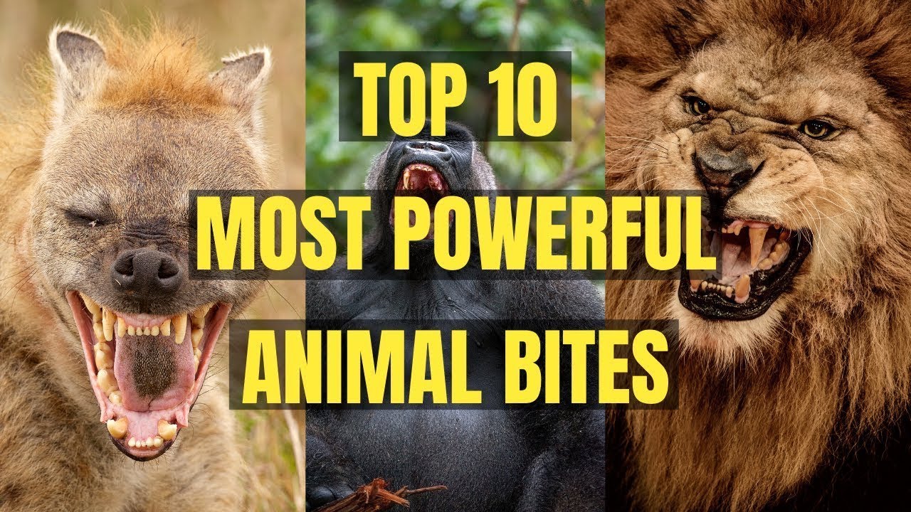 Top 10 Most Powerful Animal Bites In The World Youtube