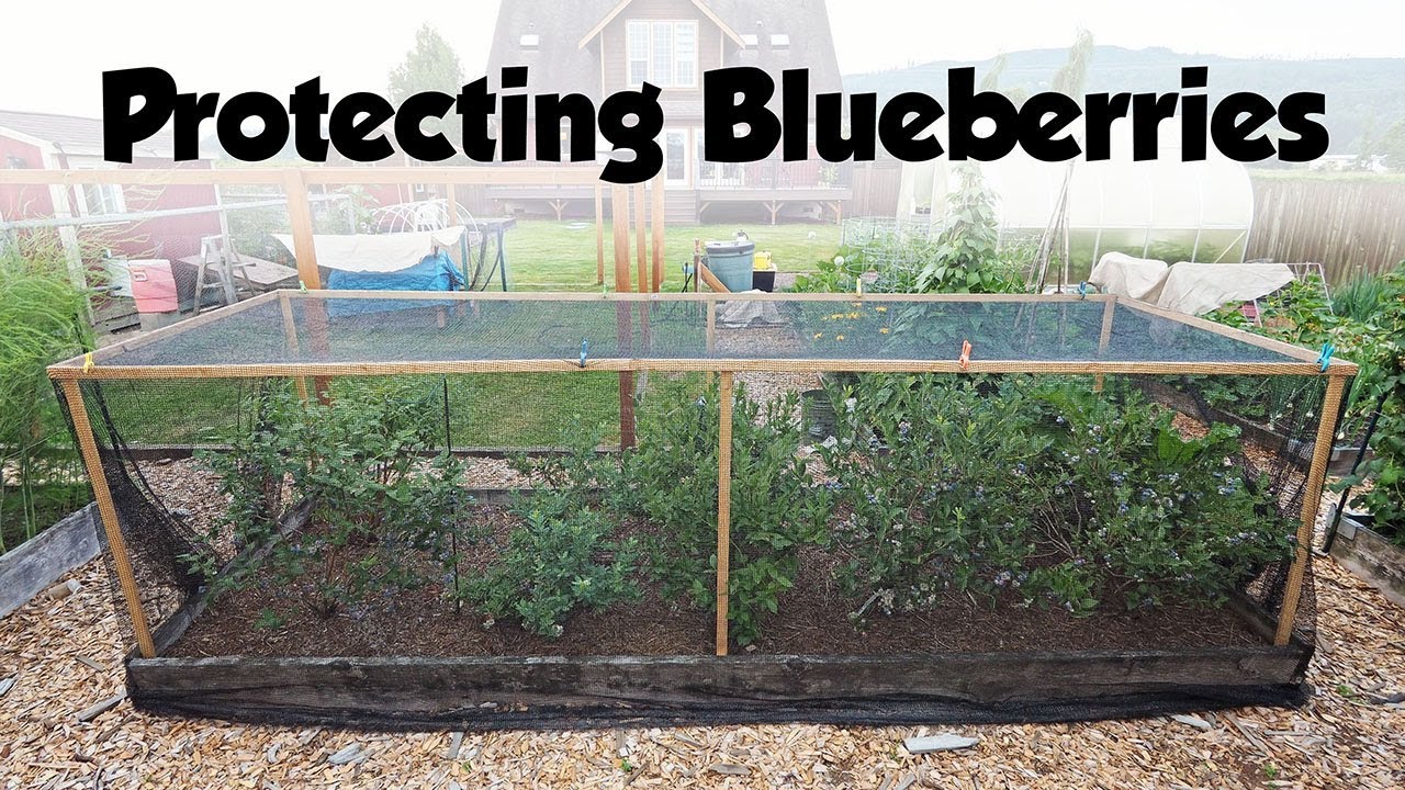 Protecting Blueberries From Birds Youtube