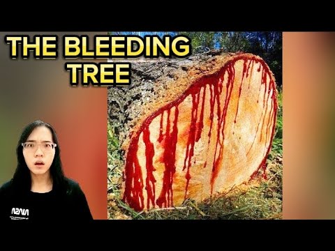 The Bleeding Tree Youtube