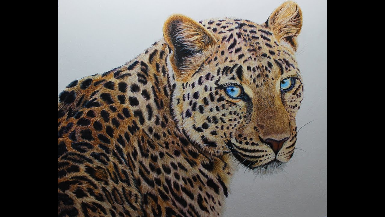 Realistic Colored Pencil Leopard Fur Speed Drawing Timelapse Youtube
