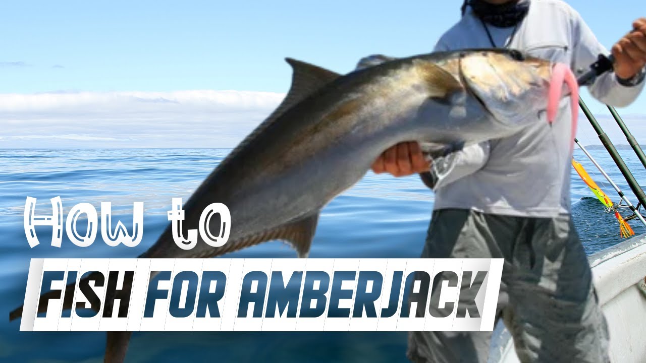 Tips For Beginners Trying To Catch Big Amberjack Youtube