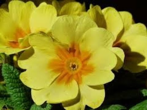 Primula Youtube