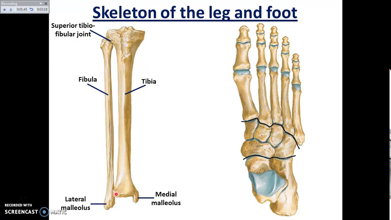 Tibia And Fibula Diagram Frontiers Simulation Based Prediction Of