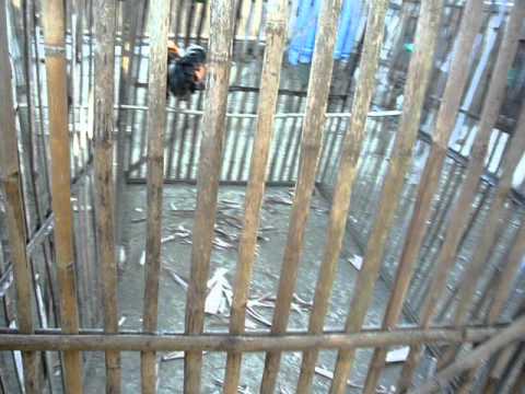 Backyard Breeding Youtube