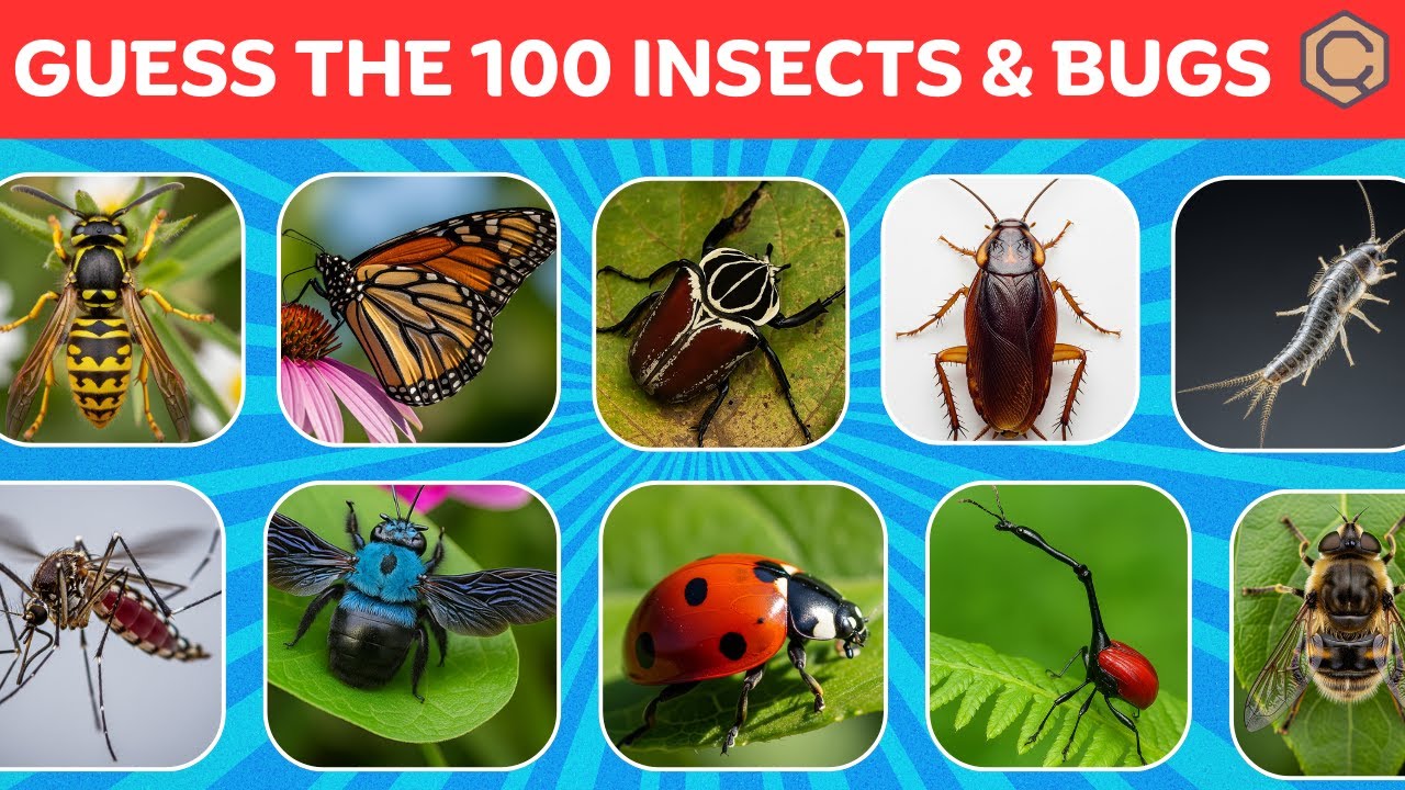 Guess 100 Insects And Bugs рџђћрџєірџ пёџ Fun Bug Quiz For Kids And Nature