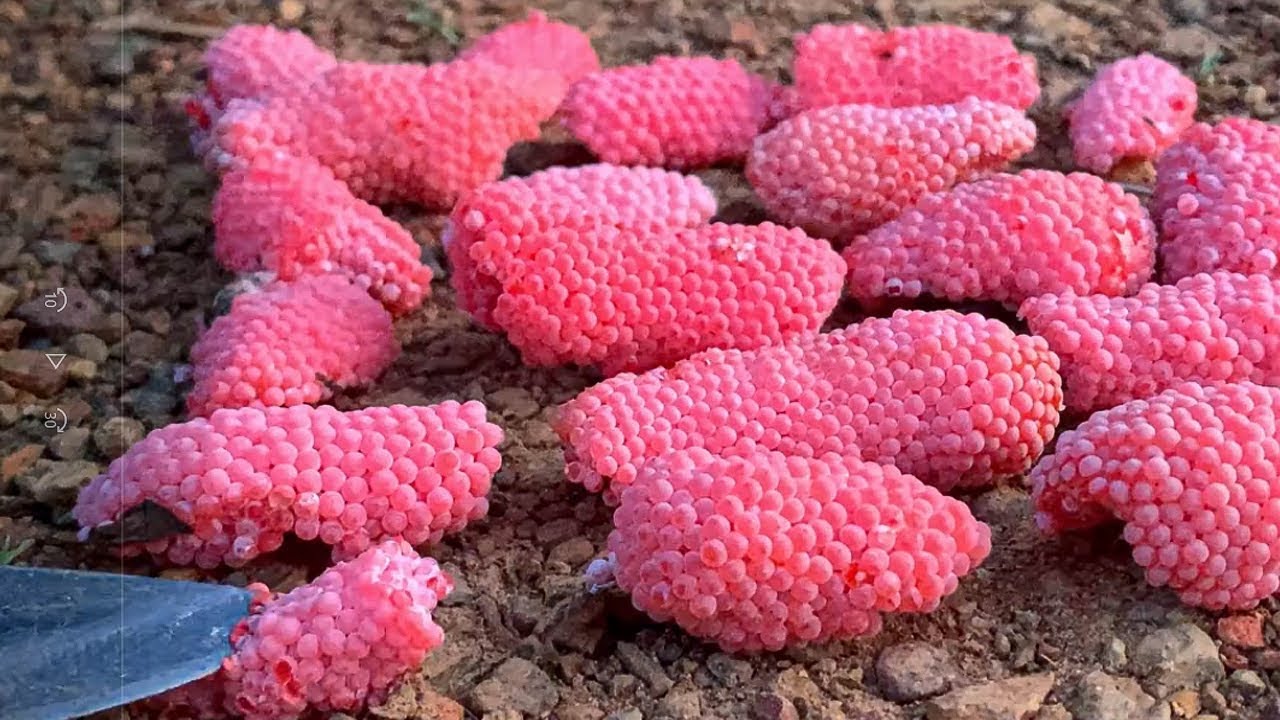 Asmr Crushed Snail Eggs Apple Snail Eggs Asmr рџђњ03 Youtube