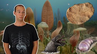 The Fossils That Are Revolutionizing The Origin Of Animals Entropy For ...