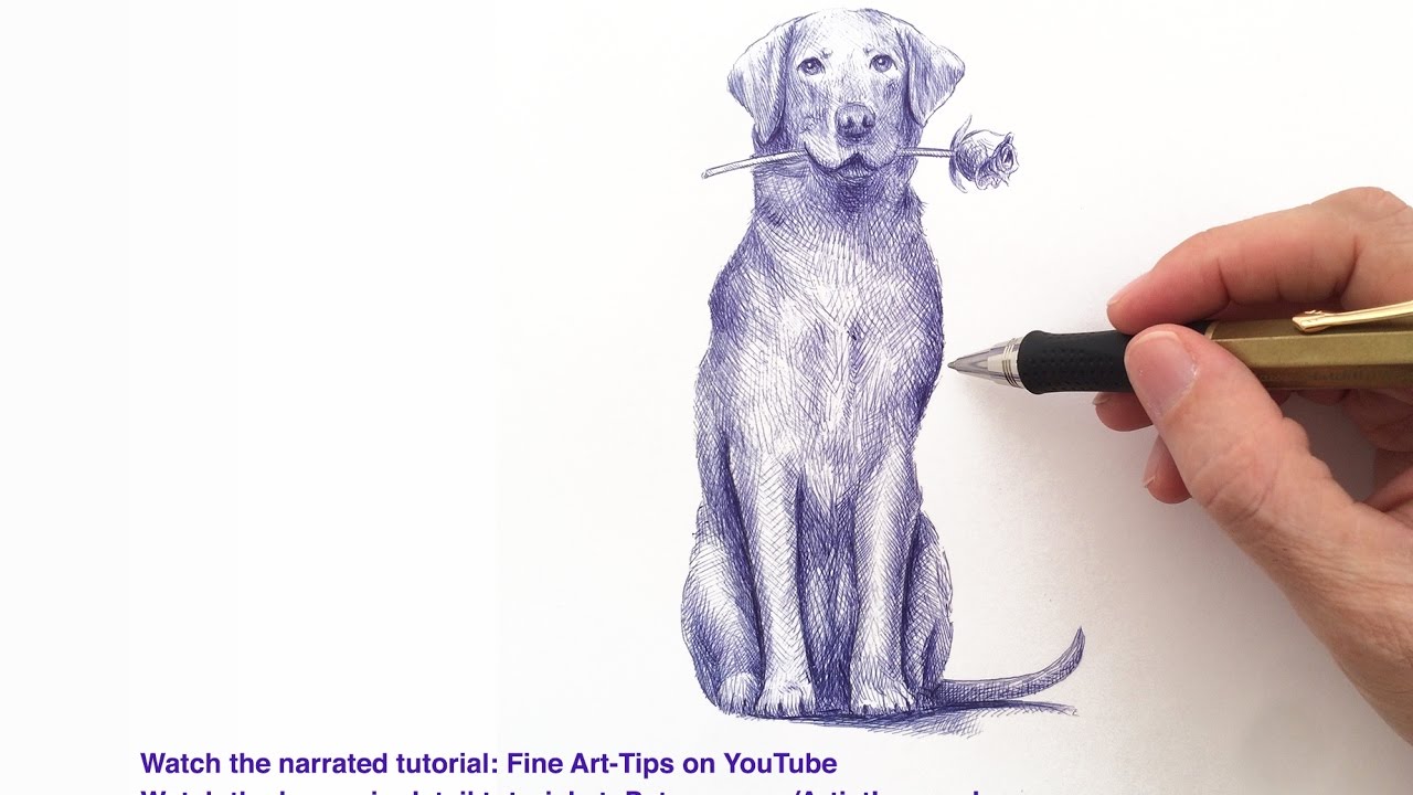 Drawing A Labrador Retriever Time Lapse Youtube
