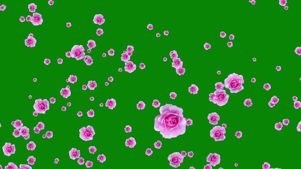 源 New Animation Rose Flowers Green Screen Beautiful Floral Animation