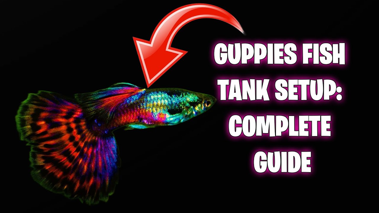 The Ultimate Guppies Fish Care Guide Guppy Youtube