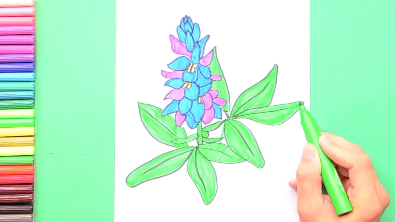 How To Draw Bluebonnet State Flower Of Texas Youtube