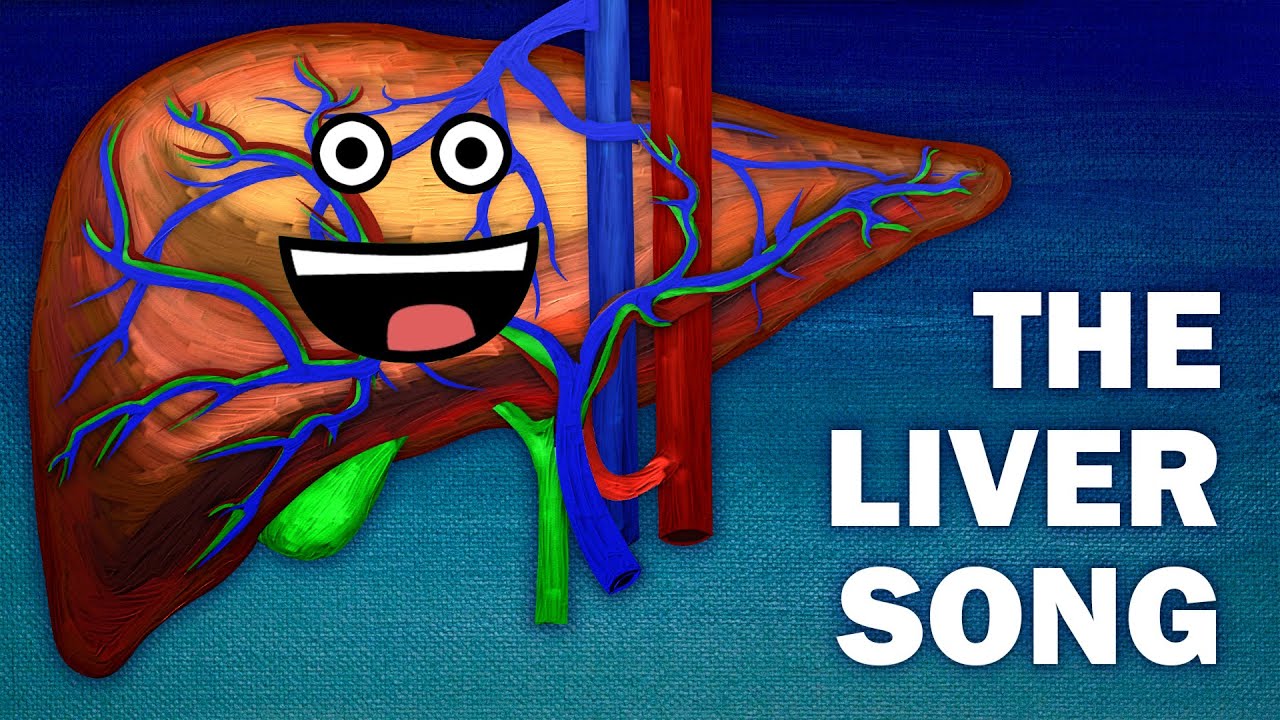 The Liver Functions Song Youtube