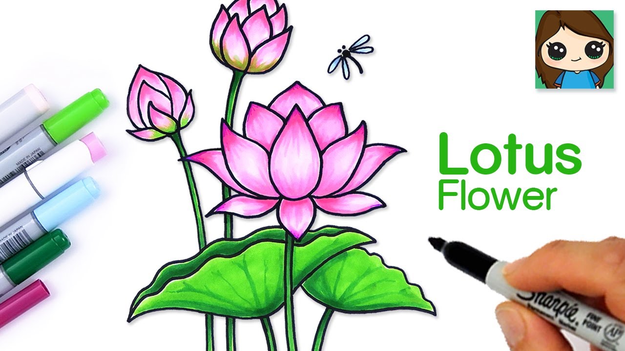 Beautiful Lotus Flower Drawing Best Flower Site