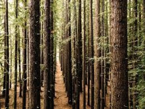 The Creepy Tales Of The Haunted Parallel Forest In Lawton Oklahoma