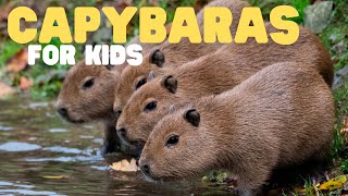 Alligators And Crocodiles For Kids Learn About These Powerful