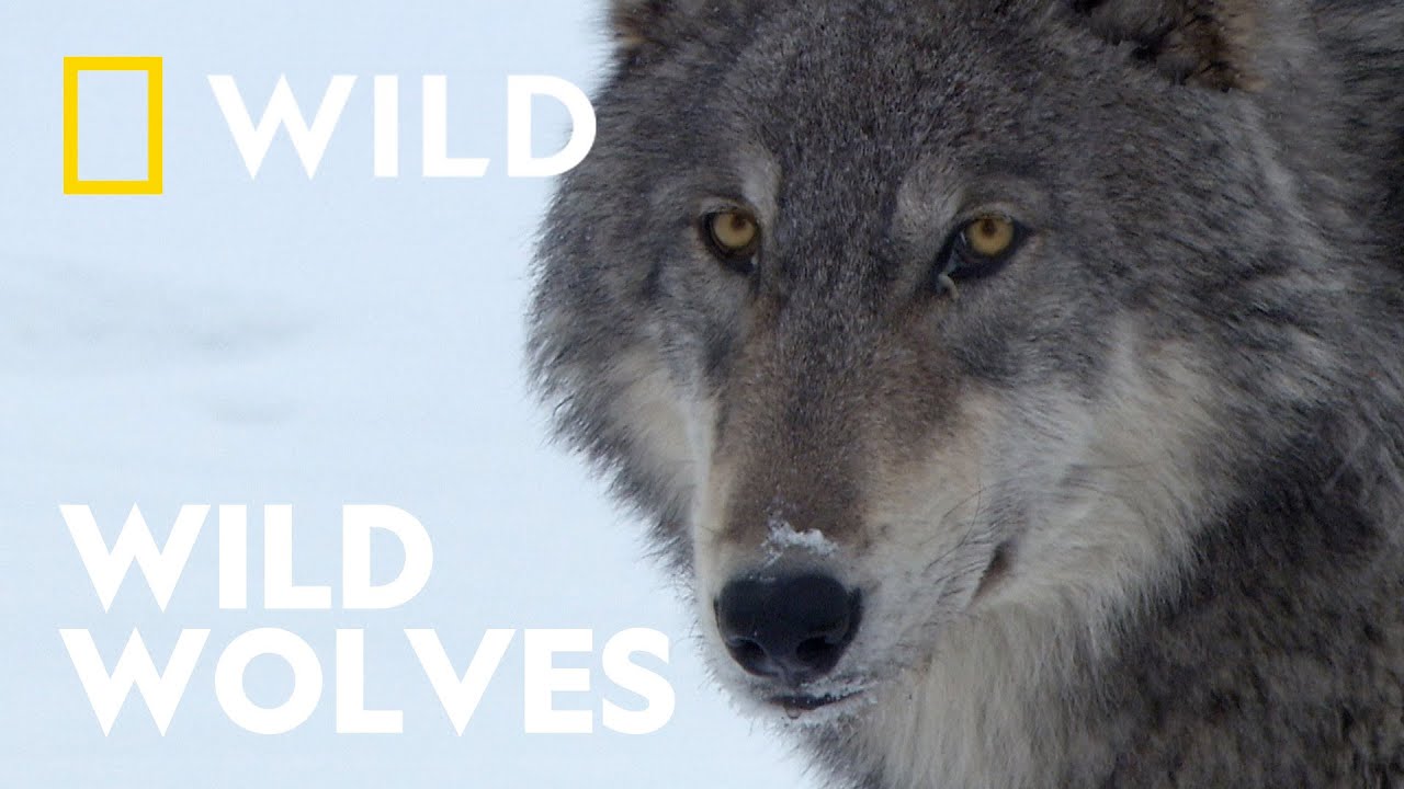 The Wolves Of Yellowstone National Park Unexplored Americas