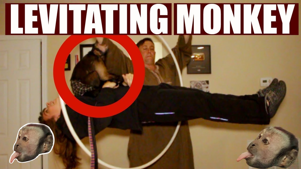 Levitating Monkey Special Head Youtube