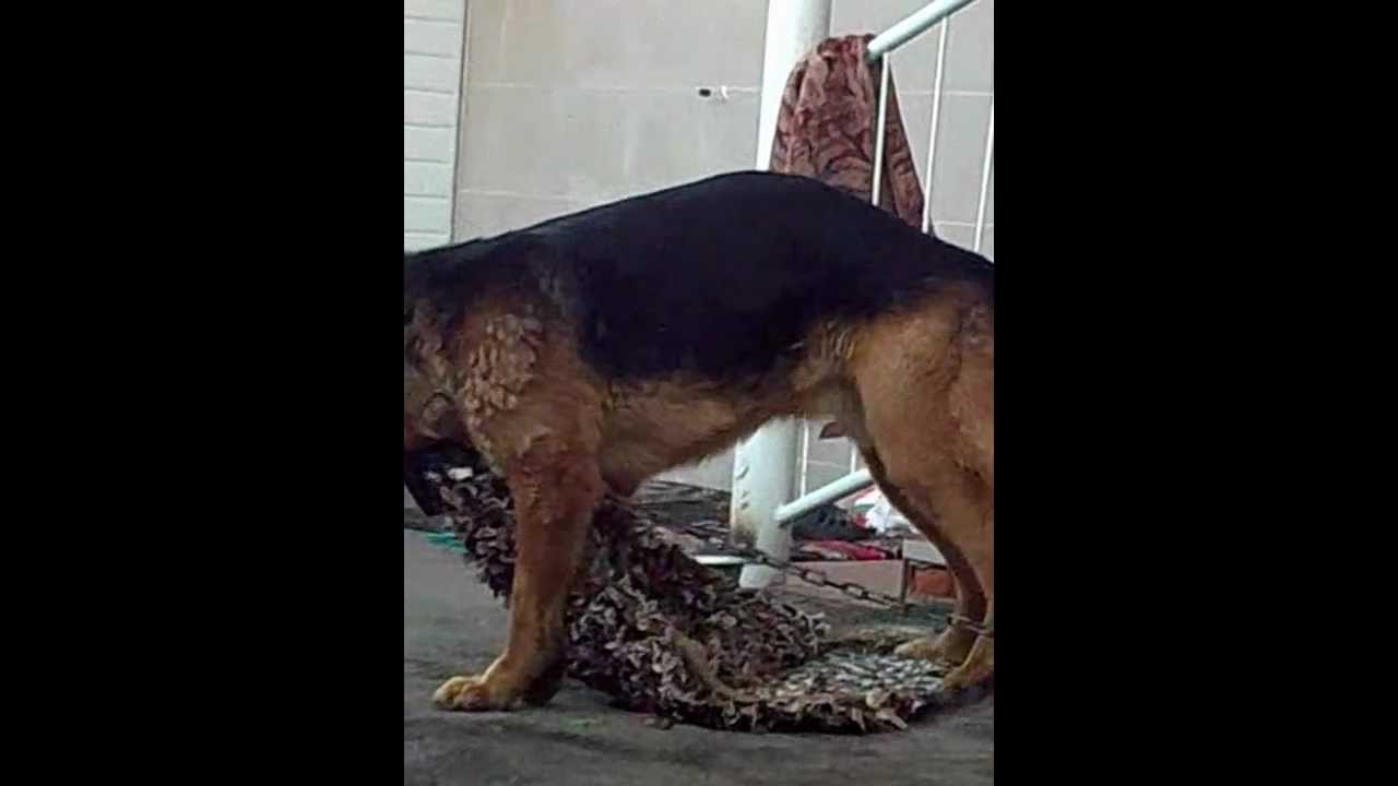 Dog Erection Of A Carpet Youtube