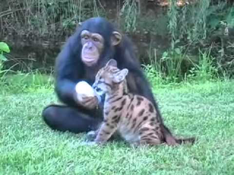 Chimpanzee And Puma Myrtle Beach Safari Youtube