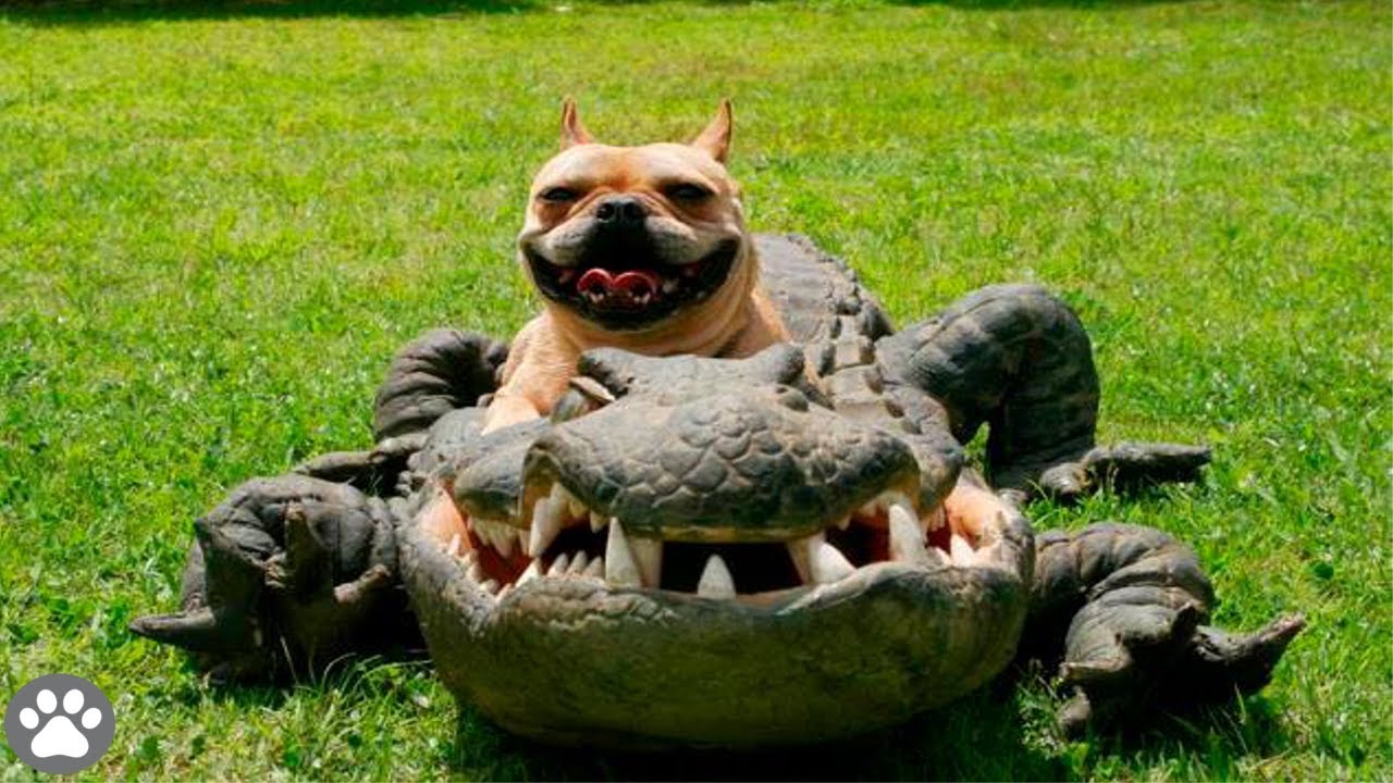 Funny Animal Videos Try Not To Laugh Funny Laugh Try Animal Impossible