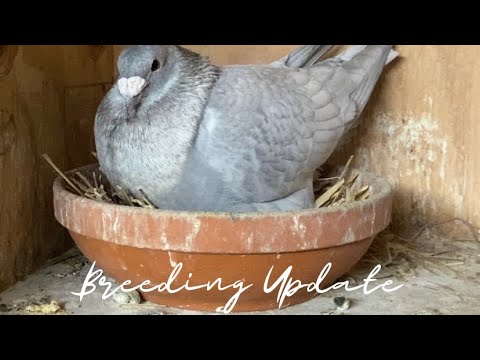 Breeding Update Youtube