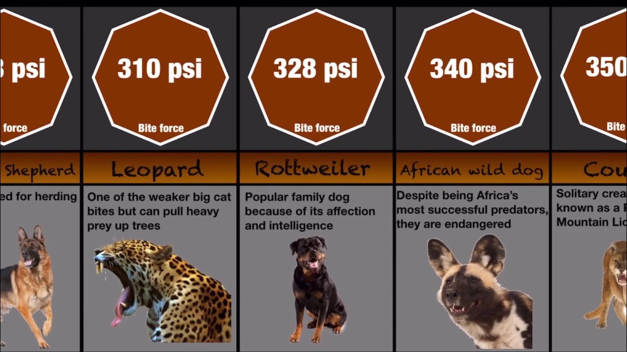 Jaguar Bite Force Top 10 Which Animals Have The Strongest Bite Bbc