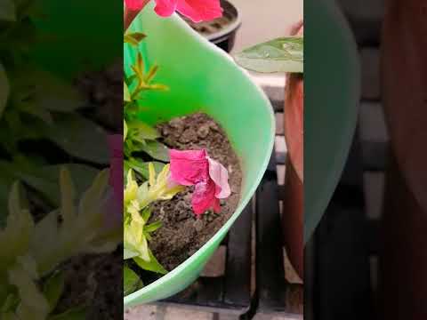 Deadheading Petunia Shorts Viral Trending Shortsvideo Ytshorts