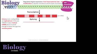 Ocr A A Level Biology Paper 2 Exam Prep - Breaking News & Trending ...
