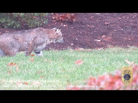 Video Police Investigate Possible Bobcat Attack Youtube
