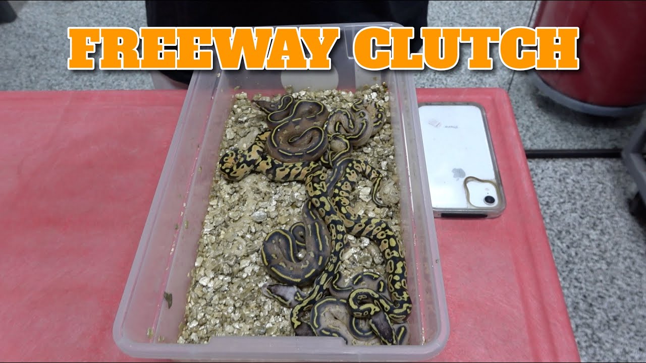 Clutch Update Amazing Freeway Ball Pythons Youtube