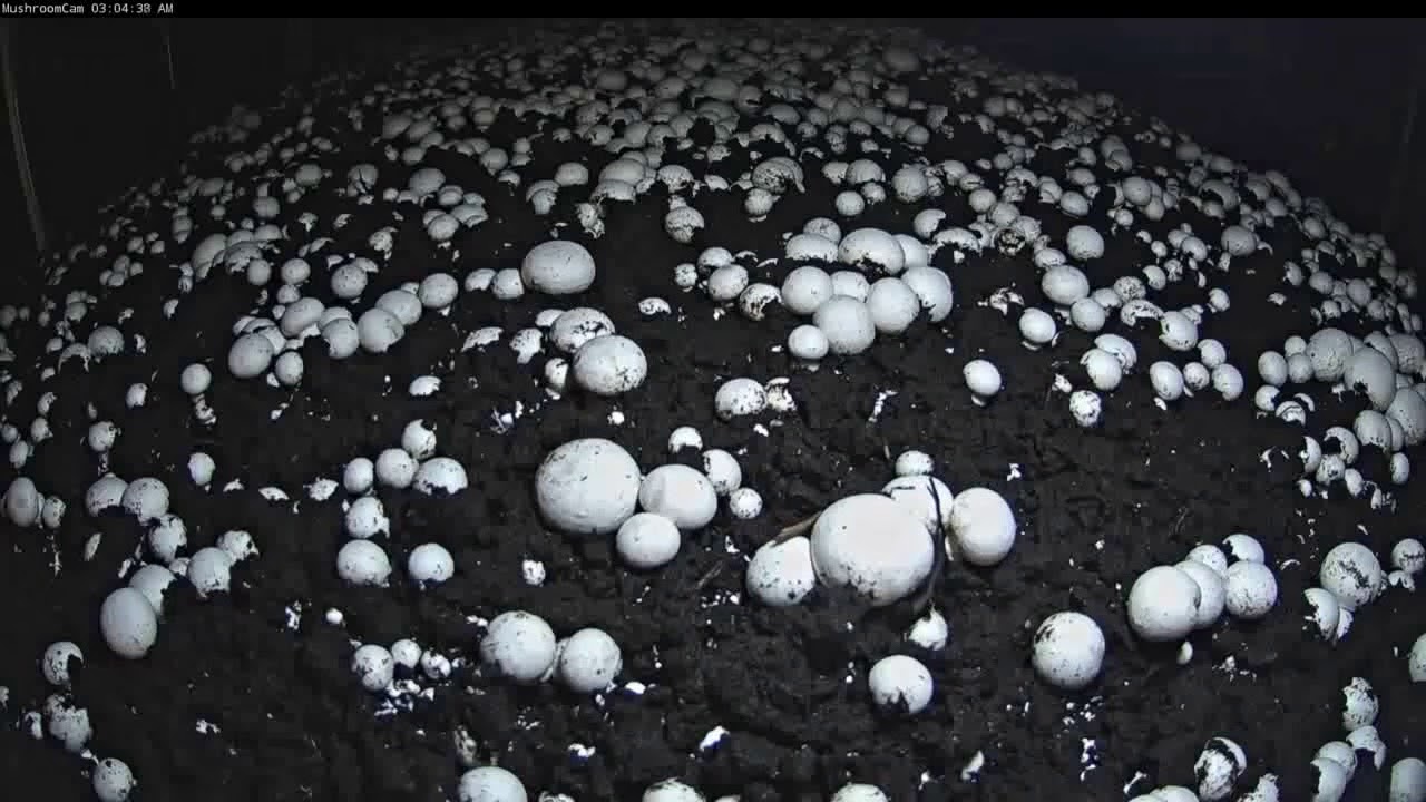 Time Lapse Mushrooms Growing Youtube