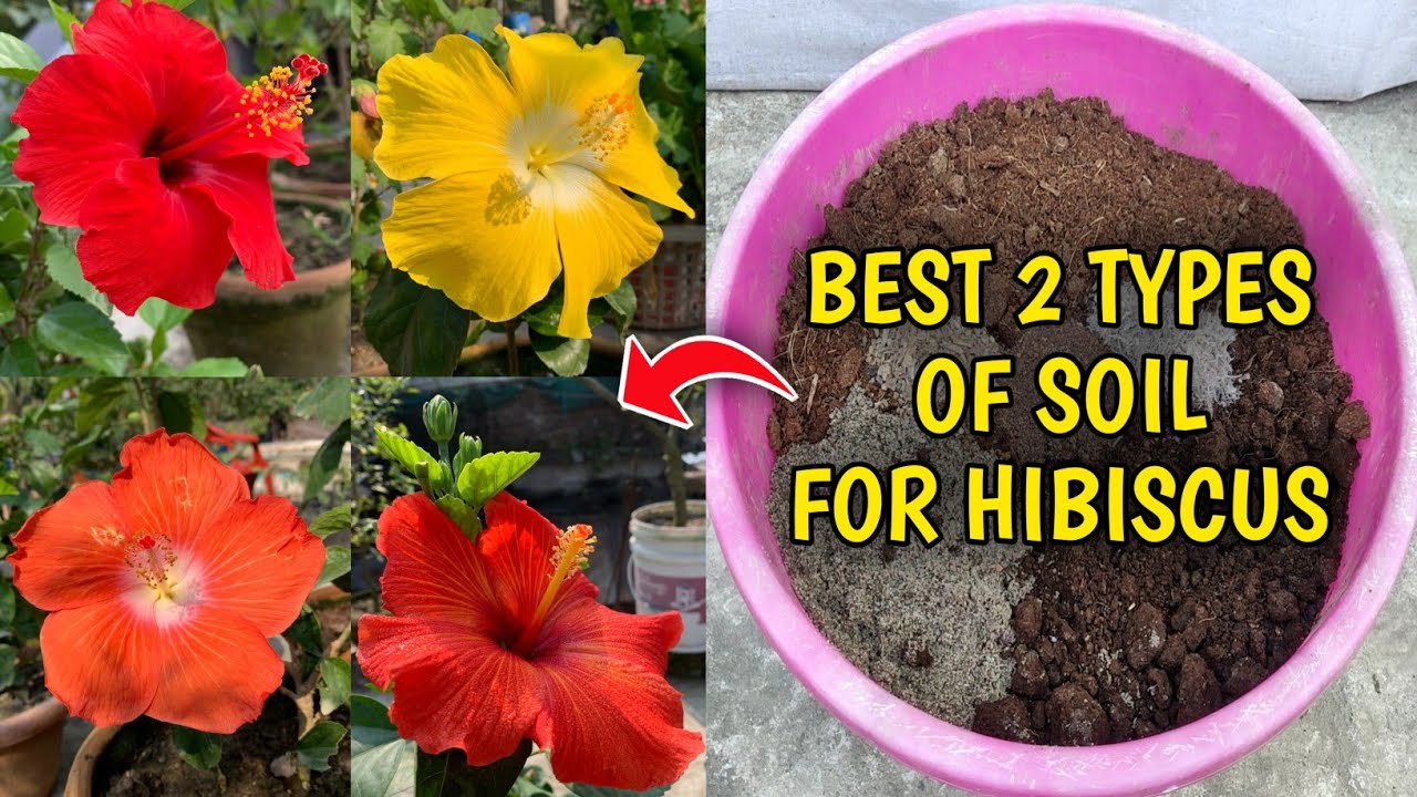 Best Soil Mix For Maximum Flower In Hibiscus Plant In Hindi Hibiscus