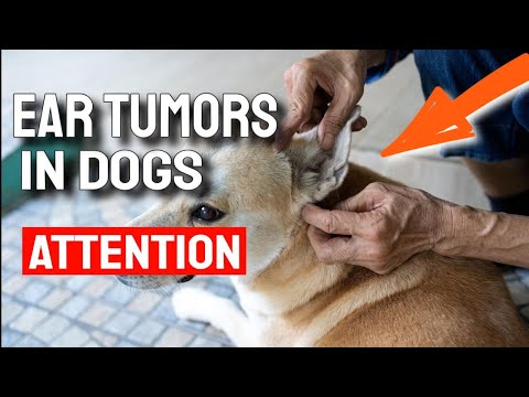 Dogs Ear Tumors Signs Diagnosis And Treatment Upd 2 Days Ago