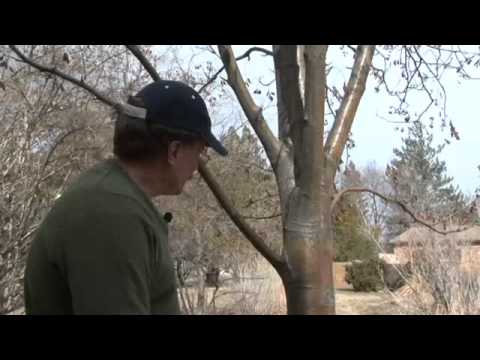 How To Make Basic Tree Pruning Cuts Youtube