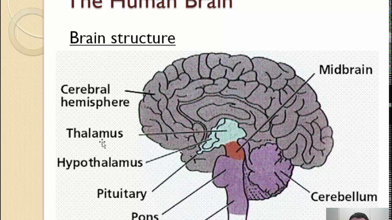 A 2 Brain Structure 1 2 Youtube