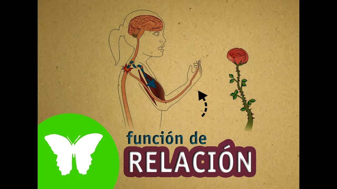 La Eduteca La Función De Relación Youtube