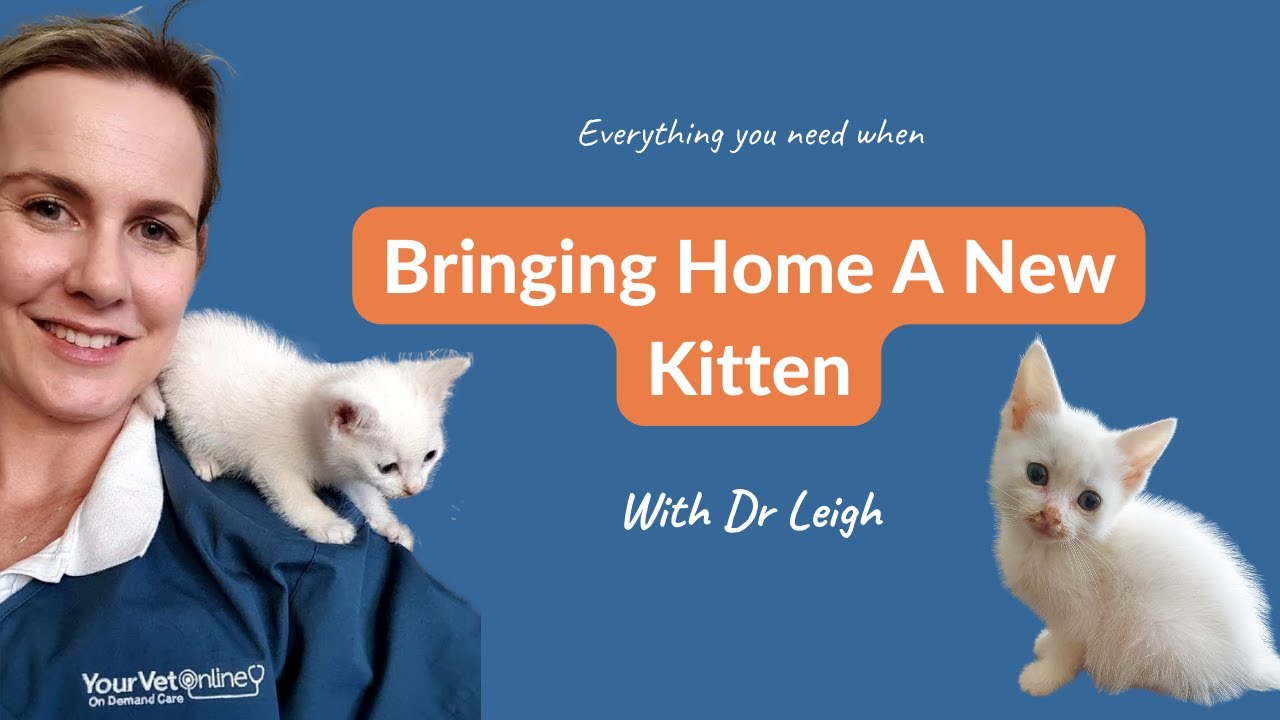 How To Prepare For Your New Kitten Top Tips For New Cat Parents