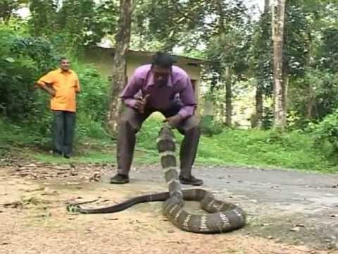 King Cobra Live Attack Youtube