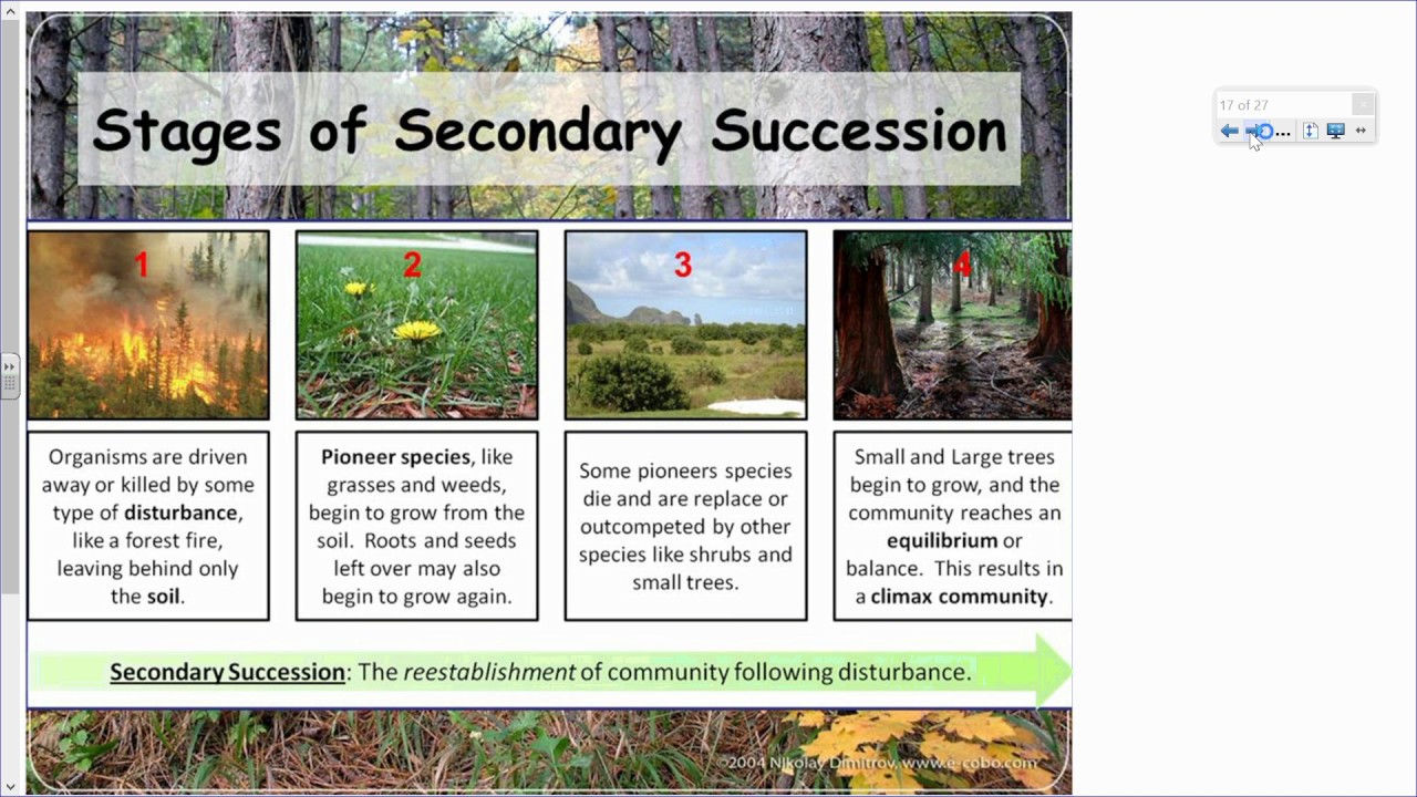 Ecological Succession Primary And Secondary Succession Welcome To